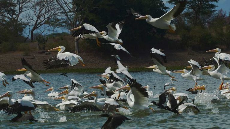 Embalse Cerrón Grande, importante ecosistema de El Salvador | Guanacos