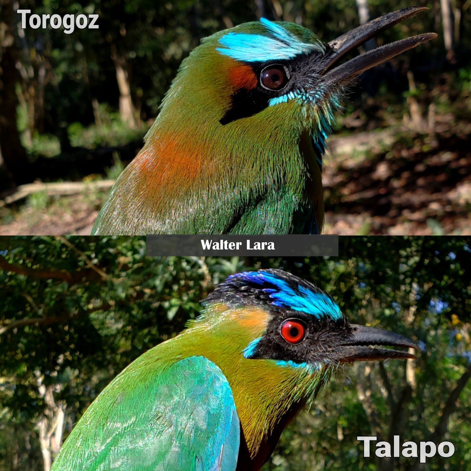 El Torogoz, Ave Nacional de El Salvador, Historia y Características ...